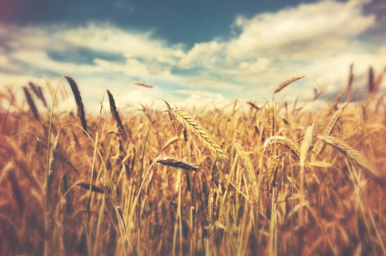 Rediscovering the Ancient Wheat Varieties – My Gut Instinct